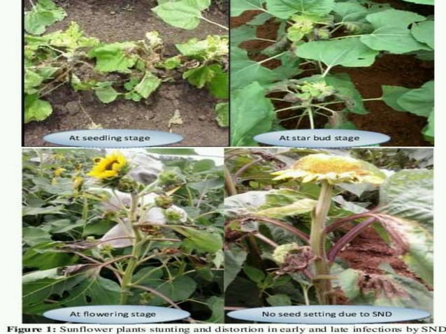 Sunflower Necrosis Disease | PPTX