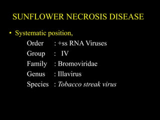 Sunflower Necrosis Disease | PPTX
