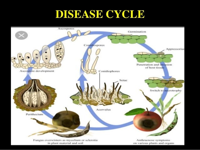 BEAN ANTHRACNOSE