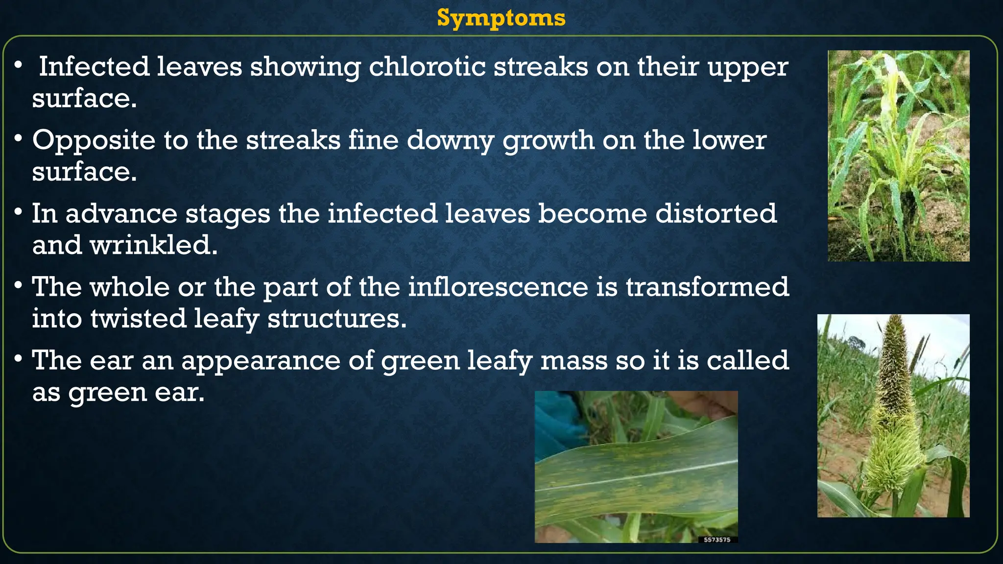 Pat ppt 1.pptx Disease of cumbu (Downy mildew) | PPTX