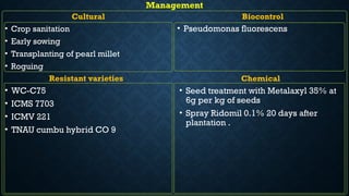 Pat ppt 1.pptx Disease of cumbu (Downy mildew) | PPTX