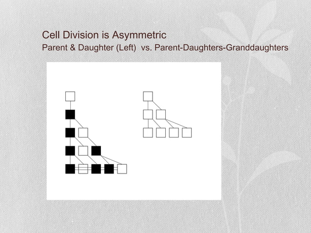 Algorithm - Fibonacci Phyllotaxis by Asymmetric Cell Division | PPT