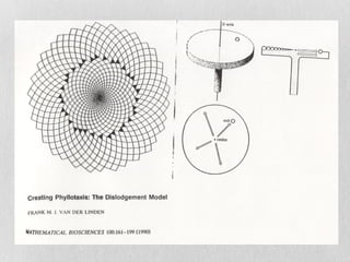Algorithm - Fibonacci Phyllotaxis by Asymmetric Cell Division | PPT