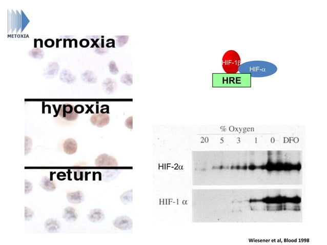 HIF in cell Biology & Physiology | PPT