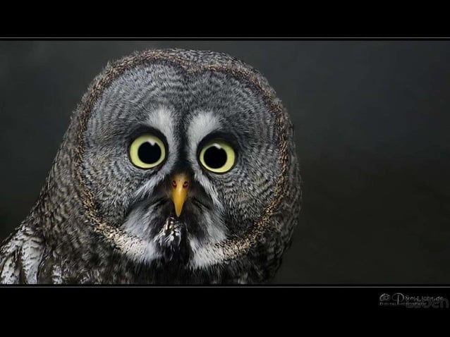 Patrick notley | PPT