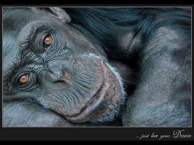 Patrick Notley Photos | PPT