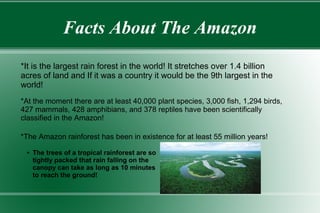 Patrick's Project On The Amazon | PPT