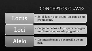 Patrones de herencia | PPTX