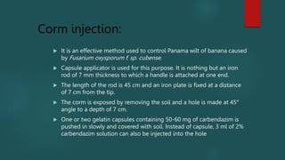 Banana cigor end rot symptoms, casual organism, management | PPT