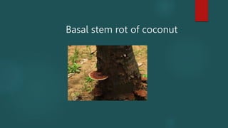 Banana cigor end rot symptoms, casual organism, management | PPT