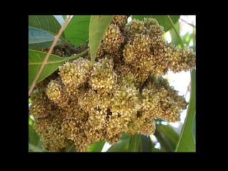 Mango malformation | PPTX | Agriculture | Industries