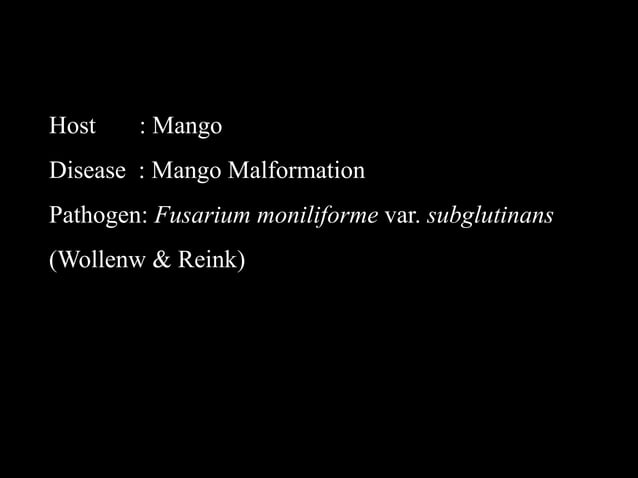 Mango malformation | PPTX | Agriculture | Industries