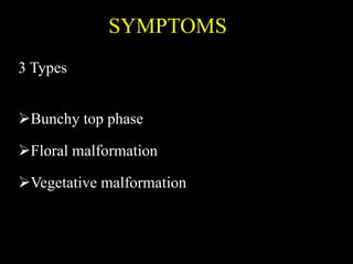 Mango malformation | PPTX | Agriculture | Industries