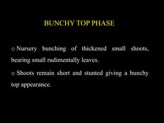 Mango malformation | PPTX | Agriculture | Industries