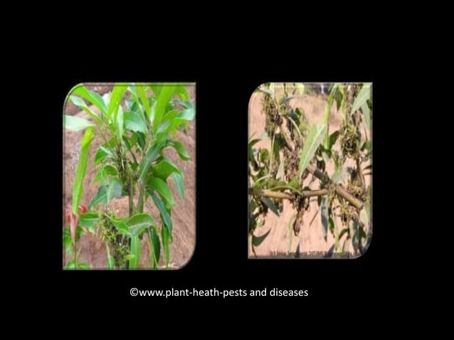 Mango malformation | PPTX | Agriculture | Industries