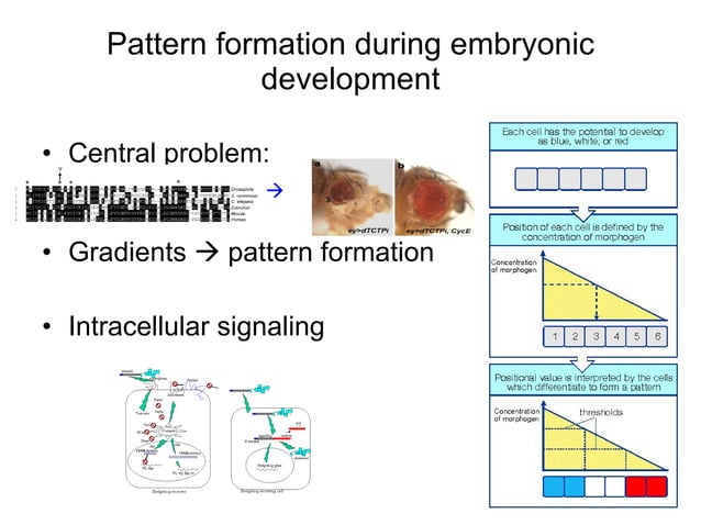 Pattern Formation Drosophila | PPT