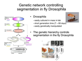 Pattern Formation Drosophila | PPT