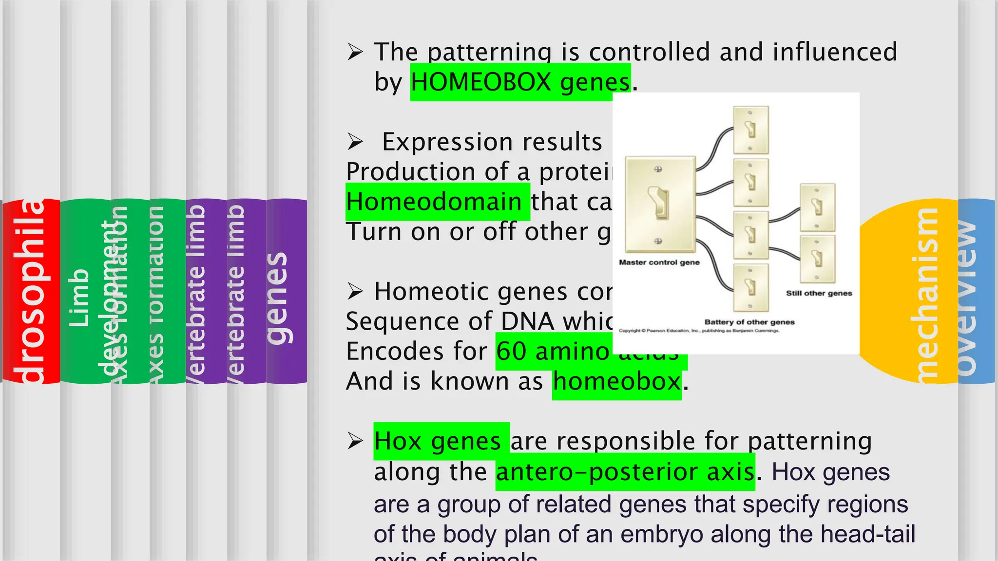 Pattern formation | PPTX