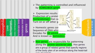 Pattern formation | PPTX