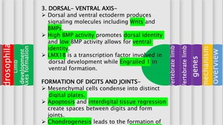 Pattern formation | PPTX