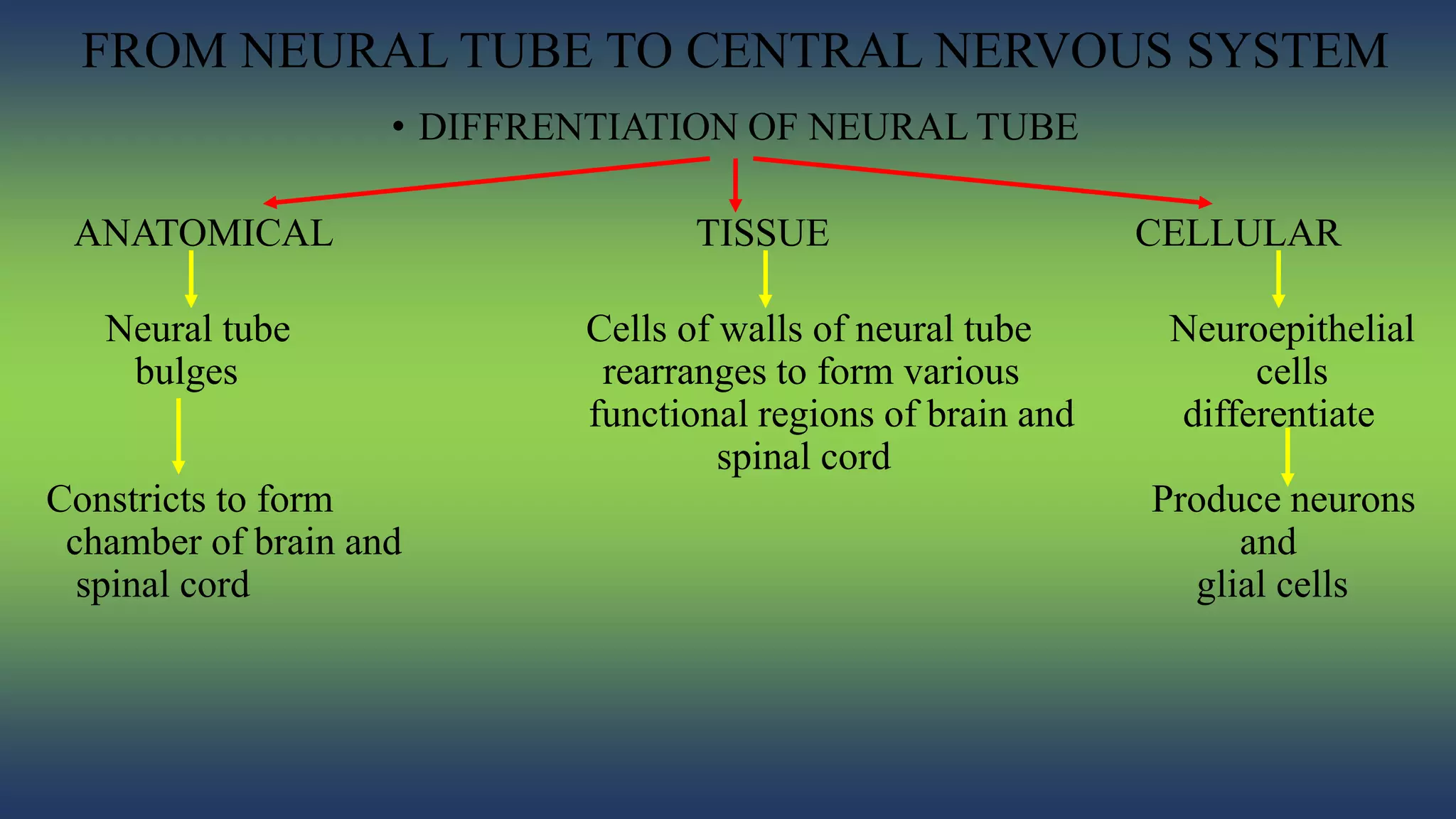 Pattern generation in the nervous system | PPT