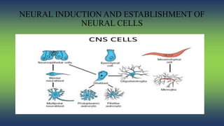 Pattern generation in the nervous system | PPT