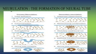 Pattern generation in the nervous system | PPT