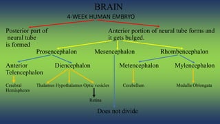 Pattern generation in the nervous system | PPT