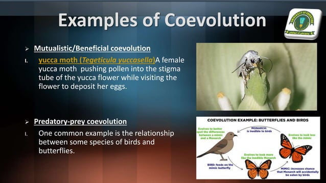 Pattern of evolution | PPTX