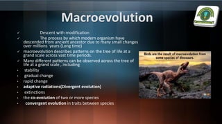 Pattern of evolution | PPTX