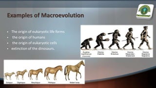 Pattern of evolution | PPTX