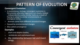 Pattern of evolution | PPTX
