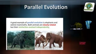 Parallel Evolution