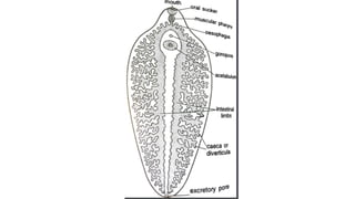 PATTERN OF FEEDING AND DIGESTION IN INVERTEBRATES PG I.pptx