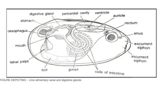 PATTERN OF FEEDING AND DIGESTION IN INVERTEBRATES PG I.pptx