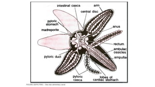 PATTERN OF FEEDING AND DIGESTION IN INVERTEBRATES PG I.pptx