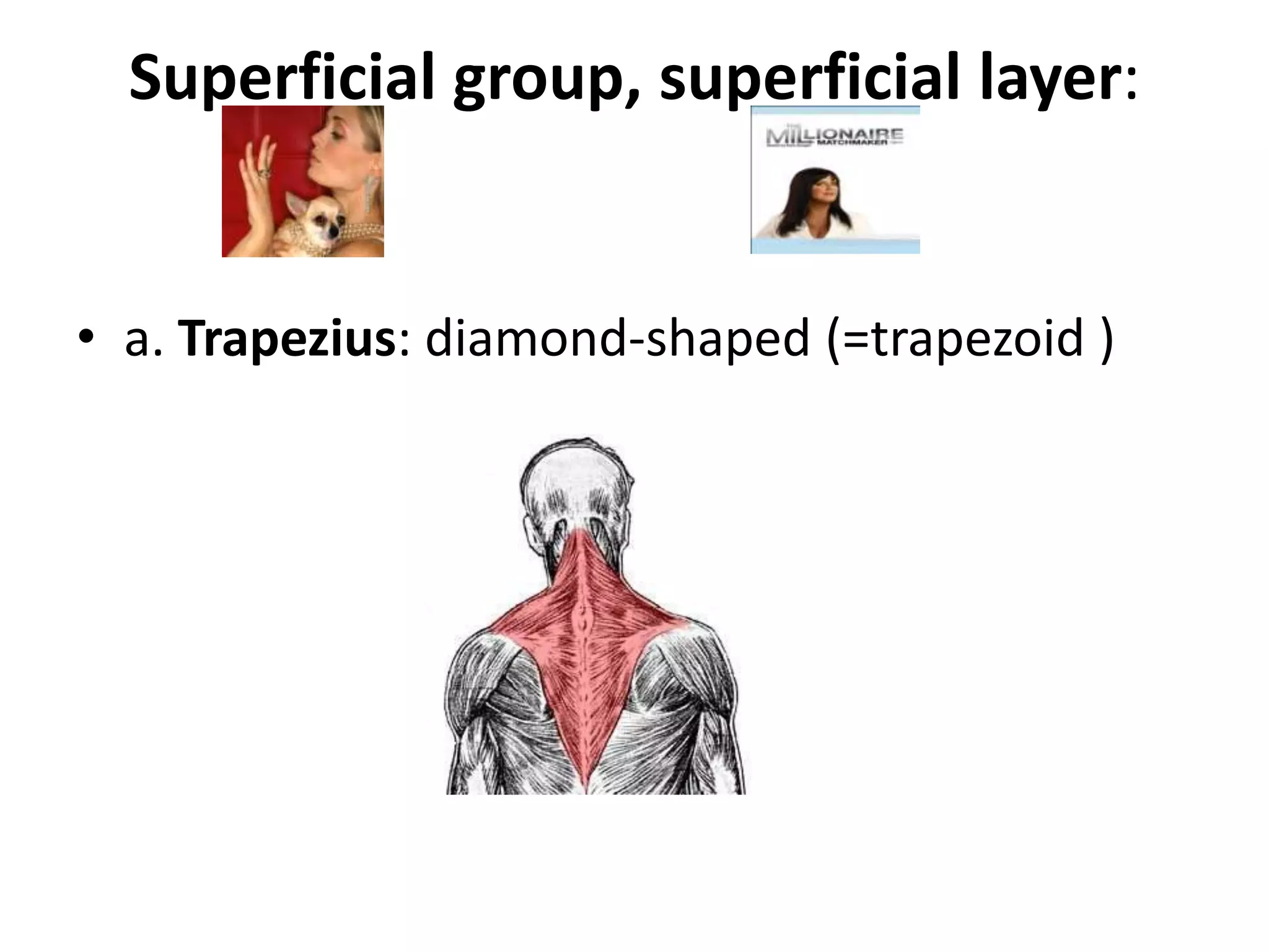 Pattern of the back musculature | PPTX