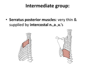 Pattern of the back musculature | PPTX