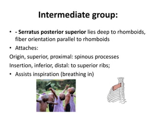Pattern of the back musculature | PPTX
