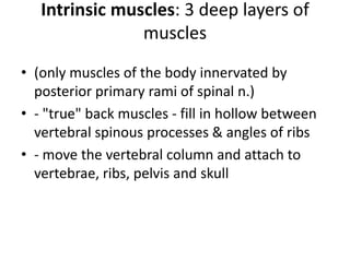 Pattern of the back musculature | PPT