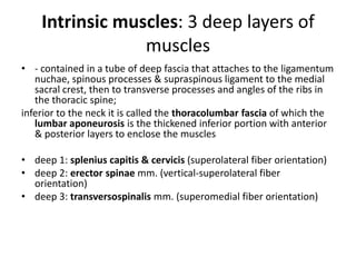 Pattern of the back musculature | PPT