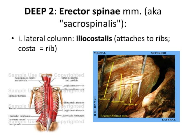 Pattern of the back musculature | PPT