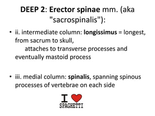 Pattern of the back musculature | PPT