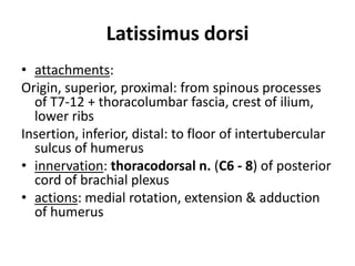 Pattern of the back musculature | PPT