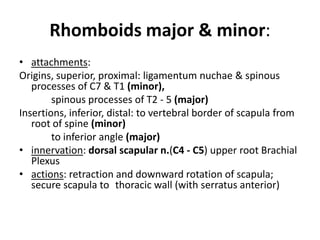 Pattern of the back musculature | PPT