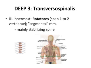 Transversospinalis Rotatores