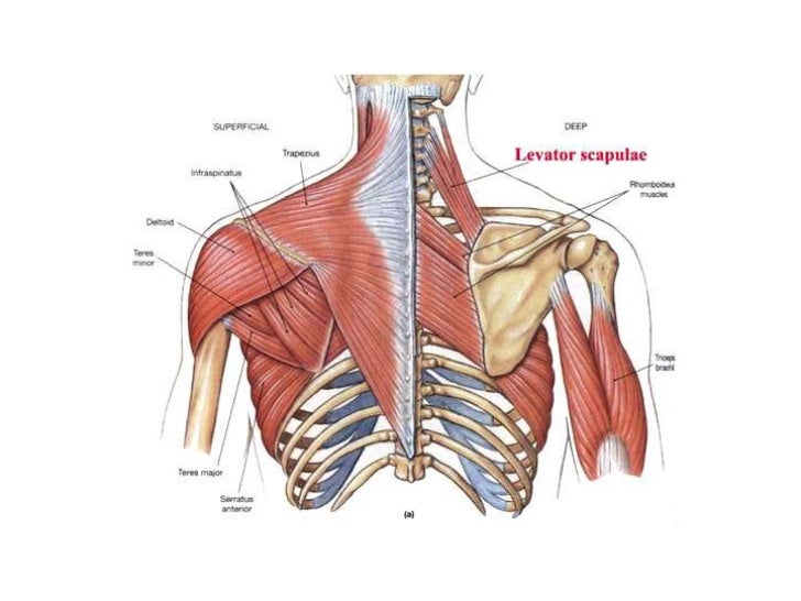 Splenius Capitis Levator Scapulae