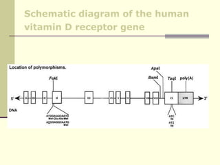 Pattern of vitamin d receptor polymorphism | PPT