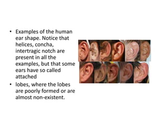 Pattern recognition ear as a biometric | PPT