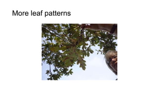 Patterns, Patterns, Everywhere! | PPT